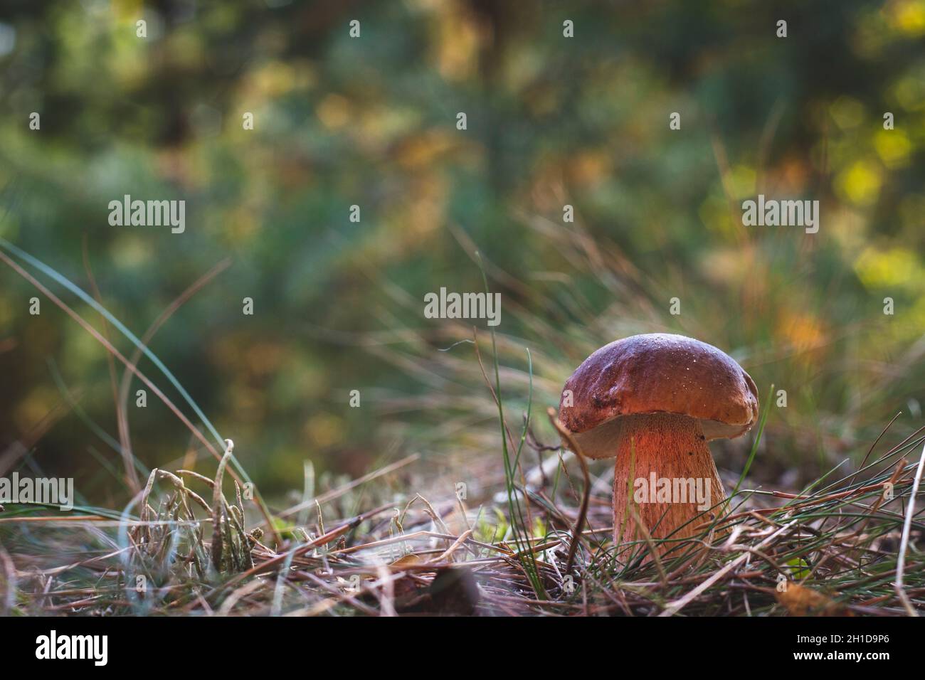 Edible cep mushroom grow in coniferous forest. Royal cep mushrooms food ...