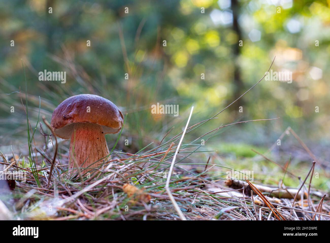 Edible cep mushroom grow in coniferous wood. Royal cep mushrooms food ...