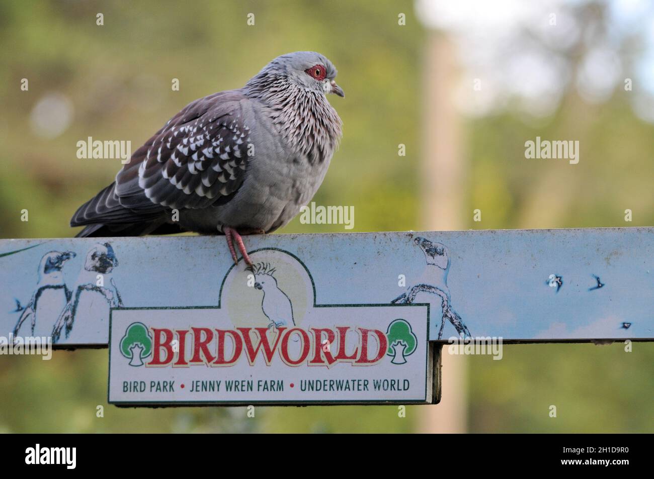 AFRICAN ROCK DOVE, BIRDWORLD, FARNHAM SURREY PIC MIKE WALKER 2021 Stock ...