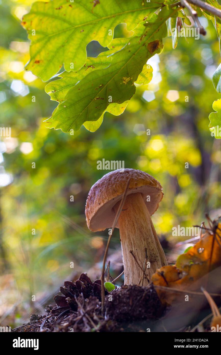 Edible cep mushroom grow in oak wood. Royal cep mushrooms food. Boletus ...