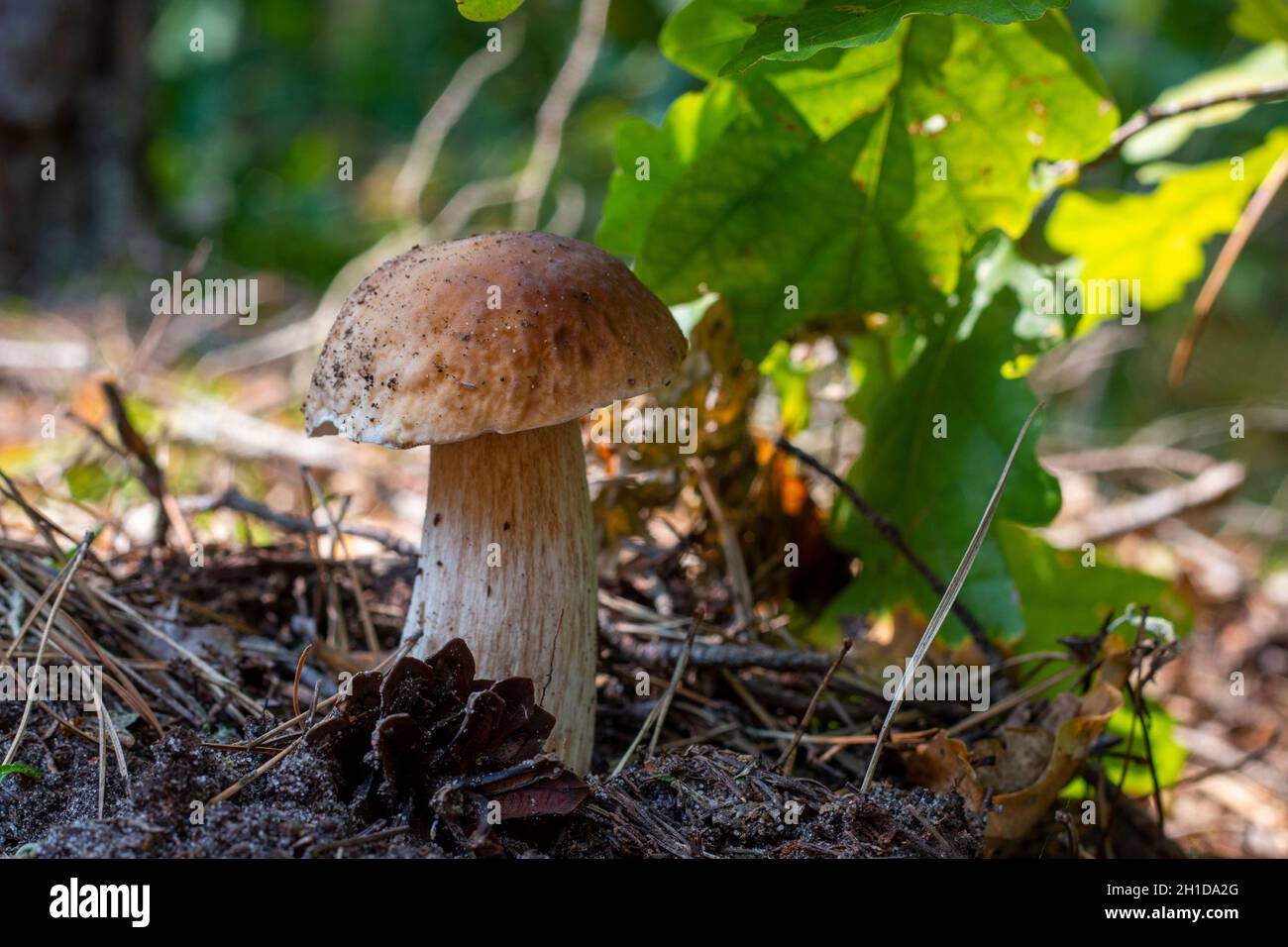 Edible cep mushroom grow in wood. Royal cep mushrooms food. Boletus ...