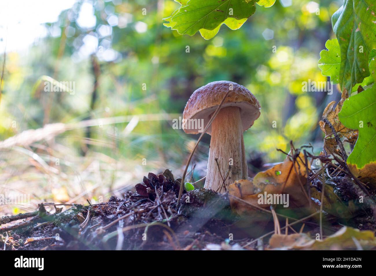 Edible cep mushroom grows under oak leaves. Royal cep mushrooms food ...