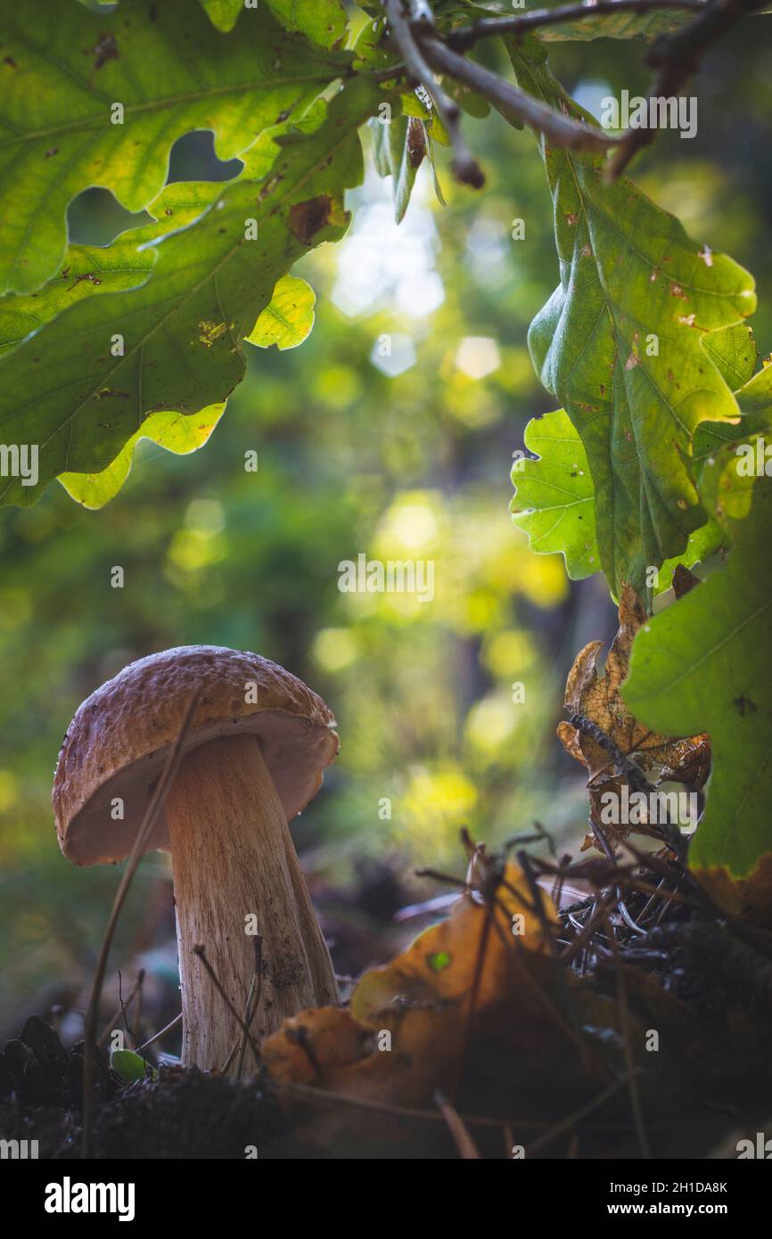 Edible cep mushroom in oak wood. Royal cep mushrooms food. Boletus ...
