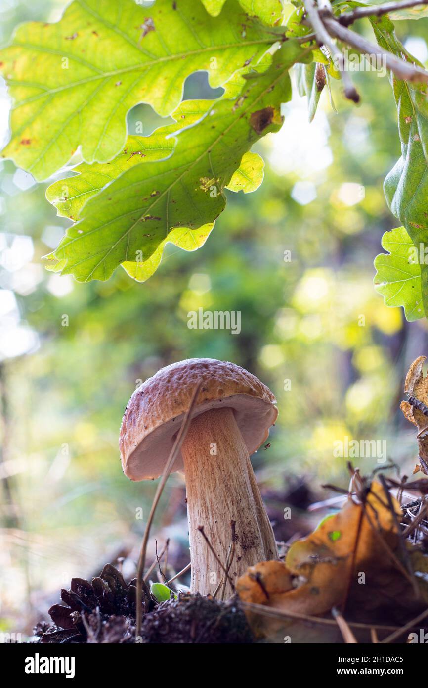 Edible cep mushroom under oak leaves Royal cep mushrooms food. Boletus ...
