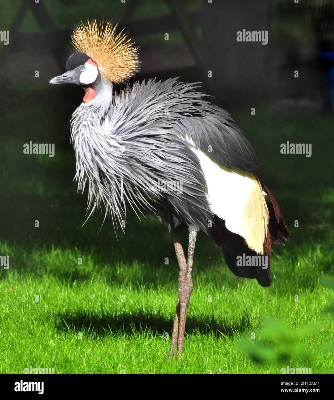 AFRICAN ROCK DOVE, BIRDWORLD, FARNHAM SURREY PIC MIKE WALKER 2021 Stock ...