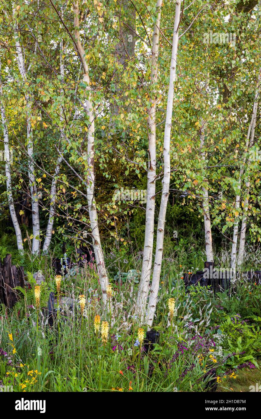 Yeo Valley Organic Garden. Grouping of silver birches, Betula pendula ...
