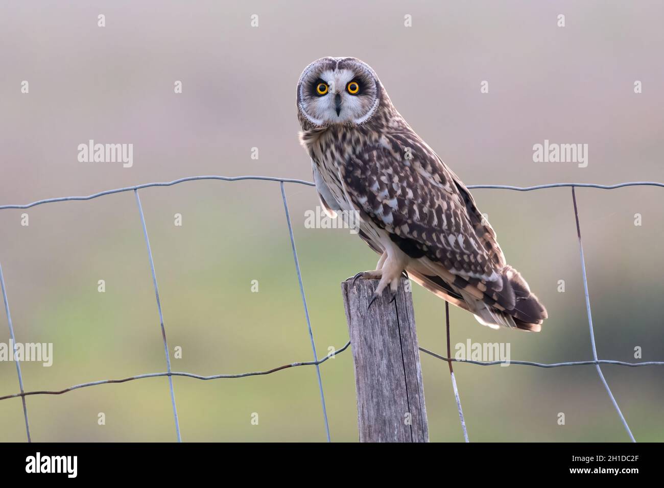Owl perched close up on farm fencing staring with golden eyes at dusk ...
