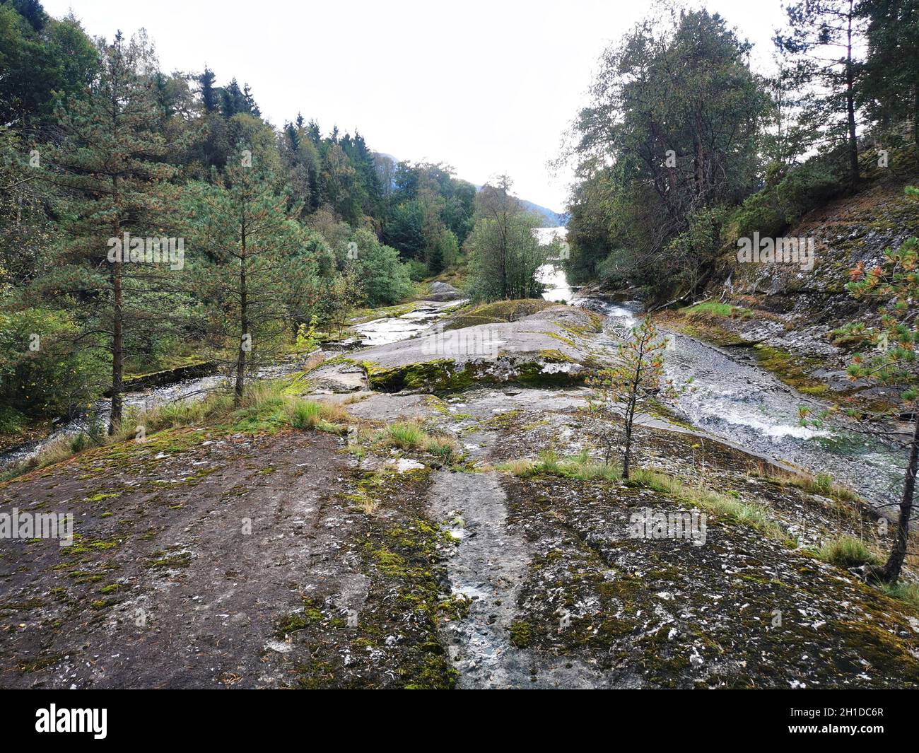 Shot of a river flowing among trees in a forest composition Stock Photo ...