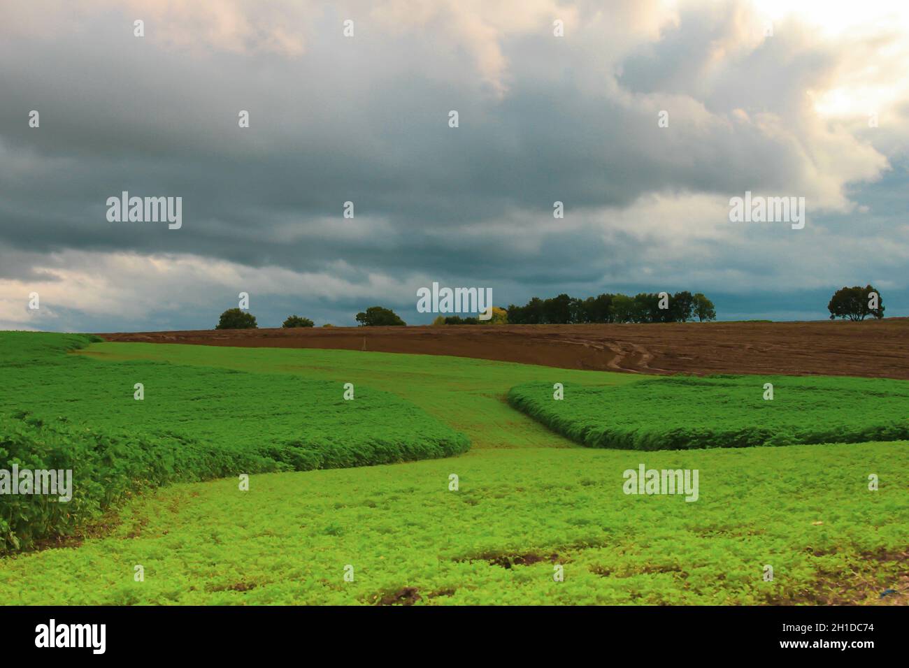 Beautiful view of a big rural field, green shot of nature under a ...