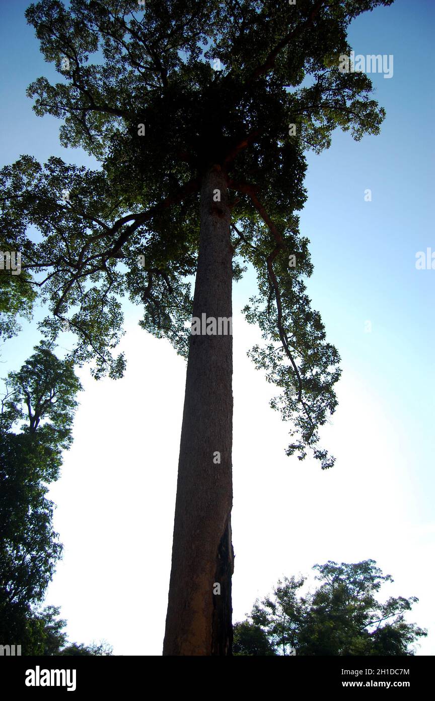 Big teak tropical hardwood tree in forest jungle near Prasat Banteay ...