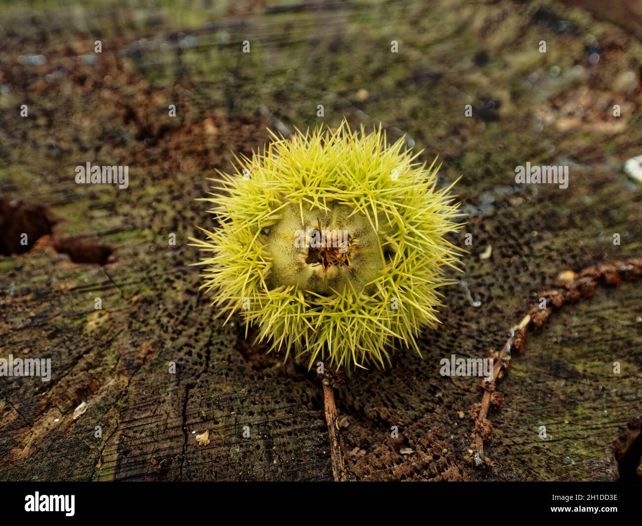 Burr Animal High Resolution Stock Photography and Images - Alamy