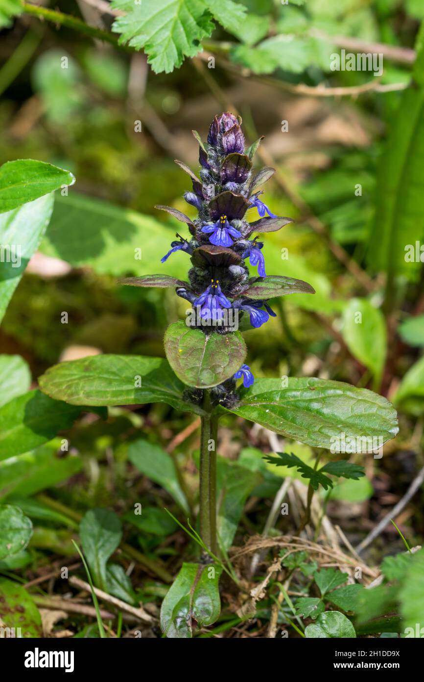 Bugle the plant hi-res stock photography and images - Alamy