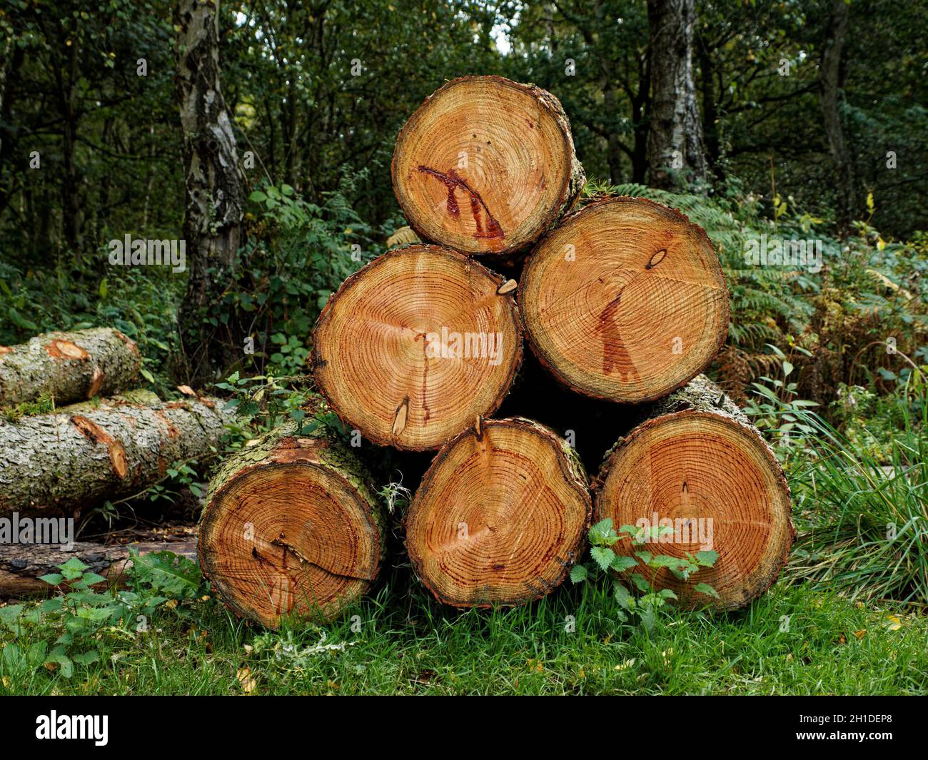 Recently felled trees piled up as cut logs at Newmiller Dam in ...