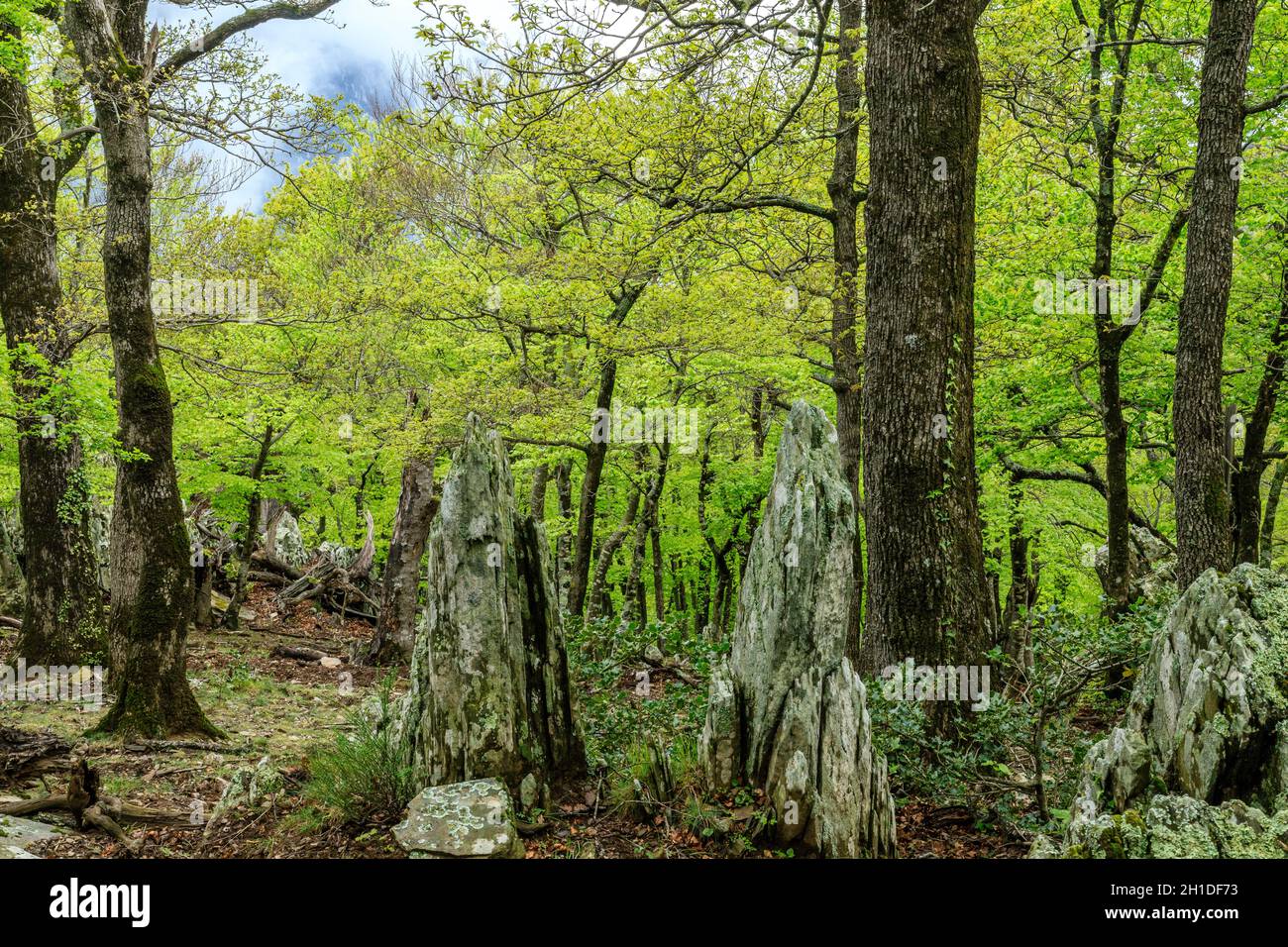 France, Pyrenees Orientales, Massif des Alberes, Argeles sur Mer ...