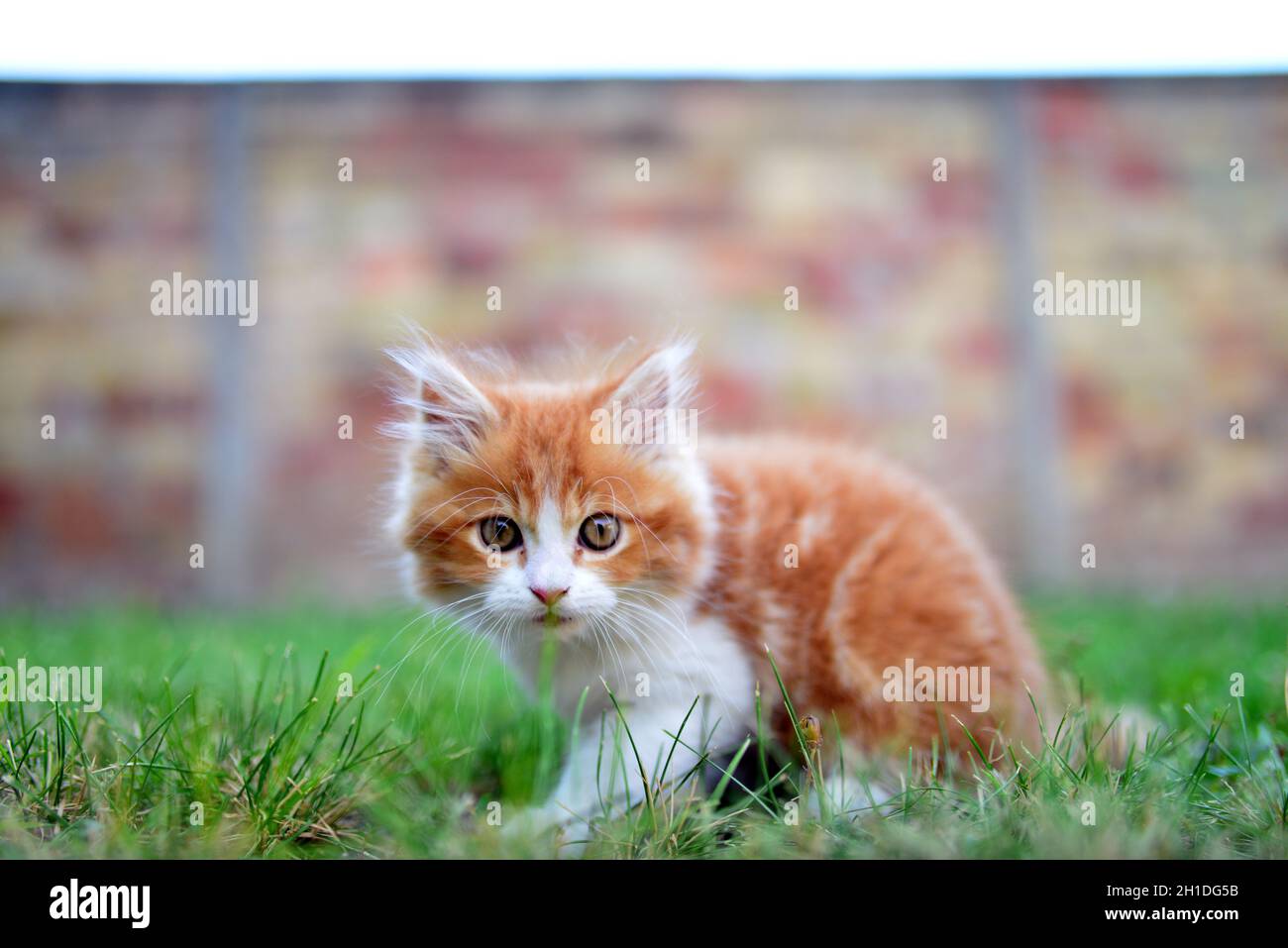 Yellow and white kitten hi-res stock photography and images - Alamy