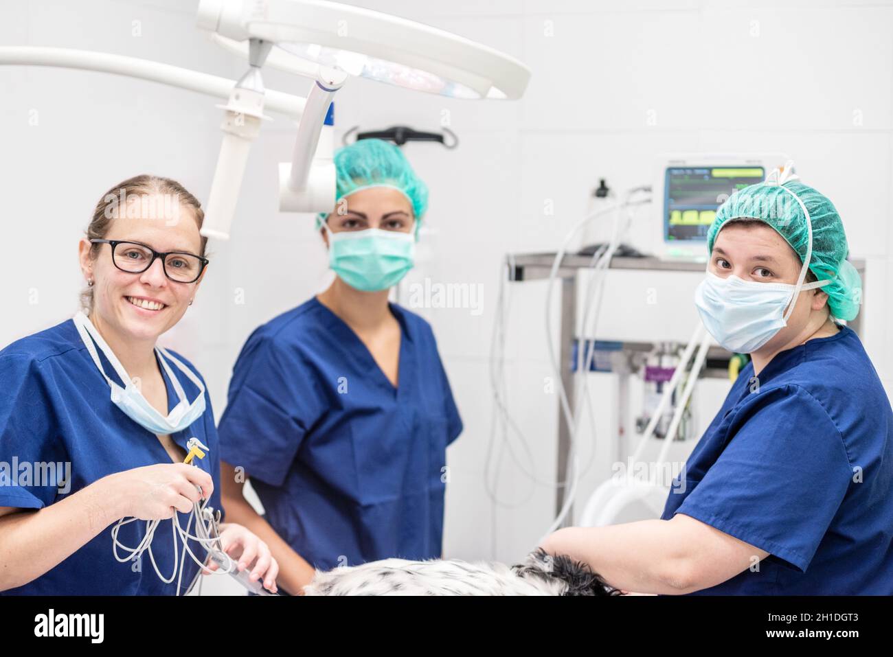 Young female veterinarian doctors posing smiling, inside operating room ...
