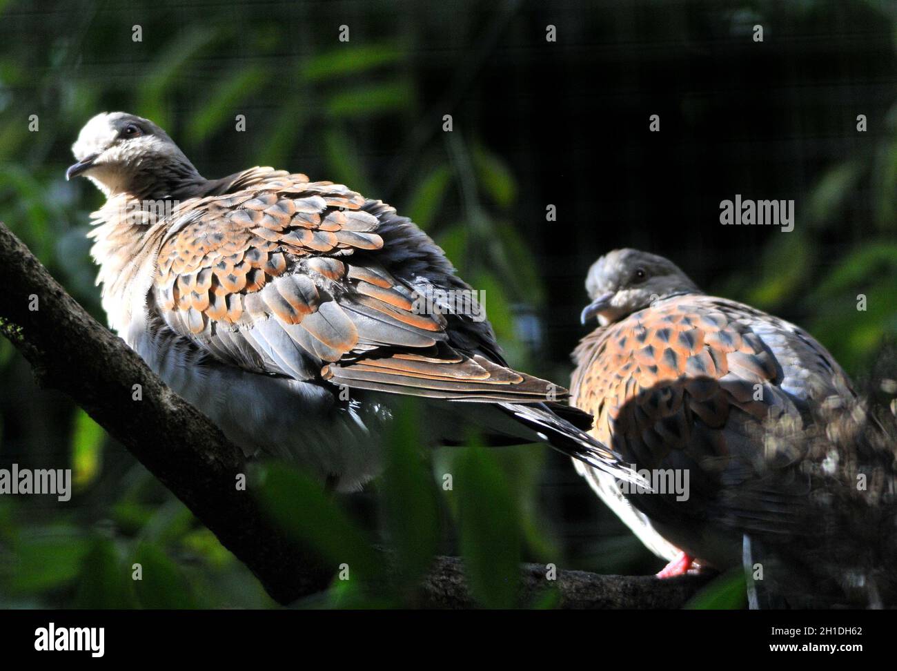 Turtle doves hi-res stock photography and images - Alamy