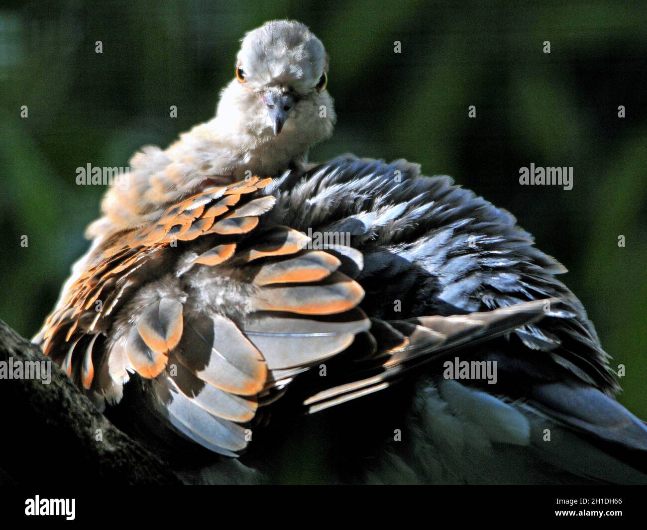 Turtle dove birdworld hi-res stock photography and images - Alamy