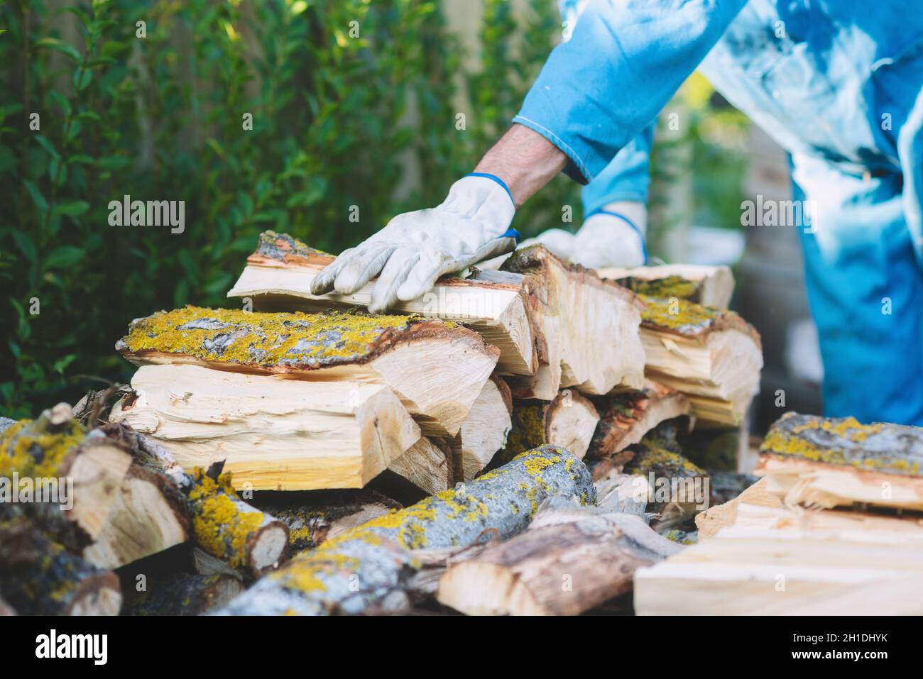 Man stacking firewood, preparing for heating the house. Gathering fire ...