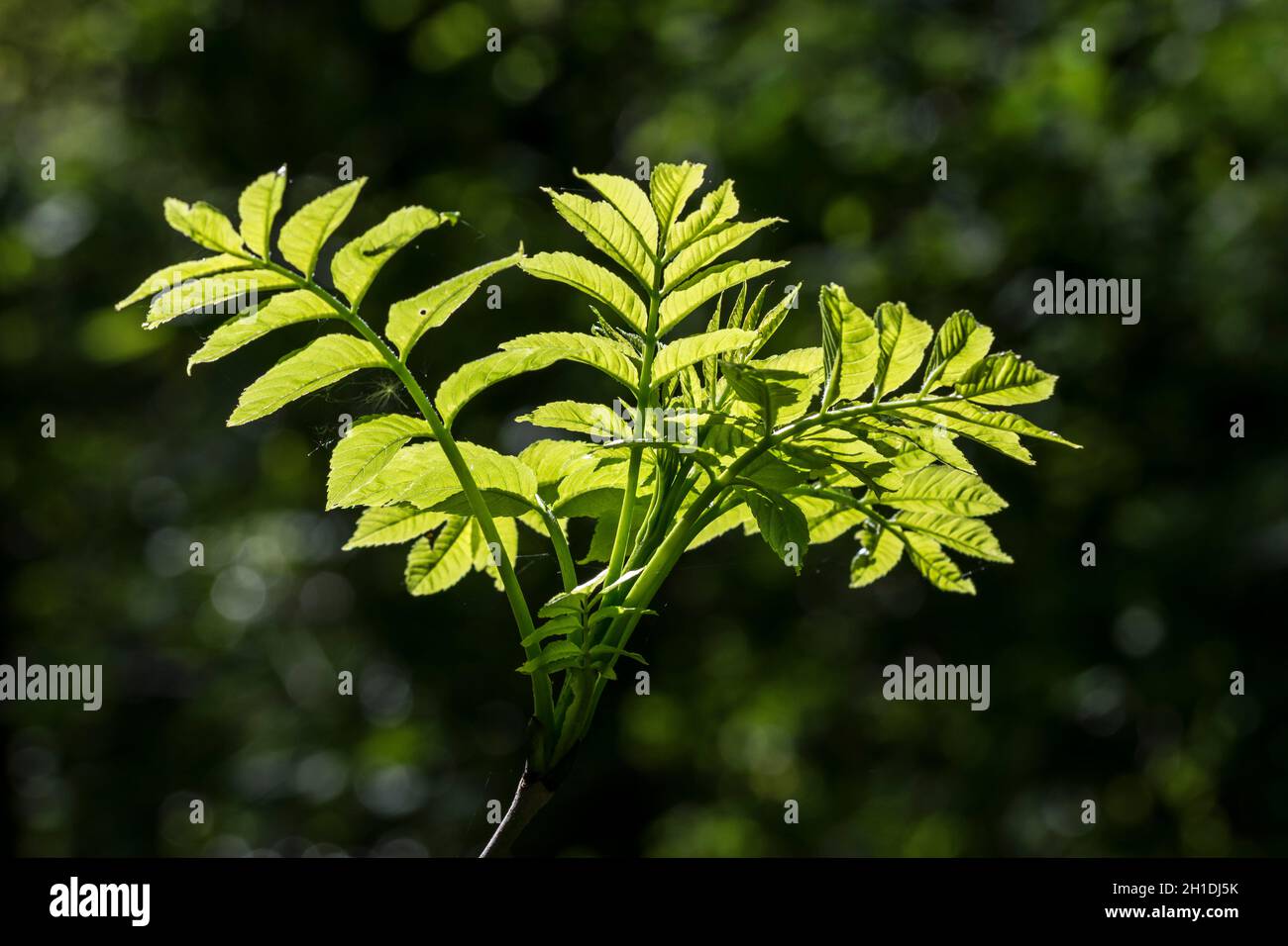 Common Ash tree Fraxinus excelsior Stock Photo - Alamy