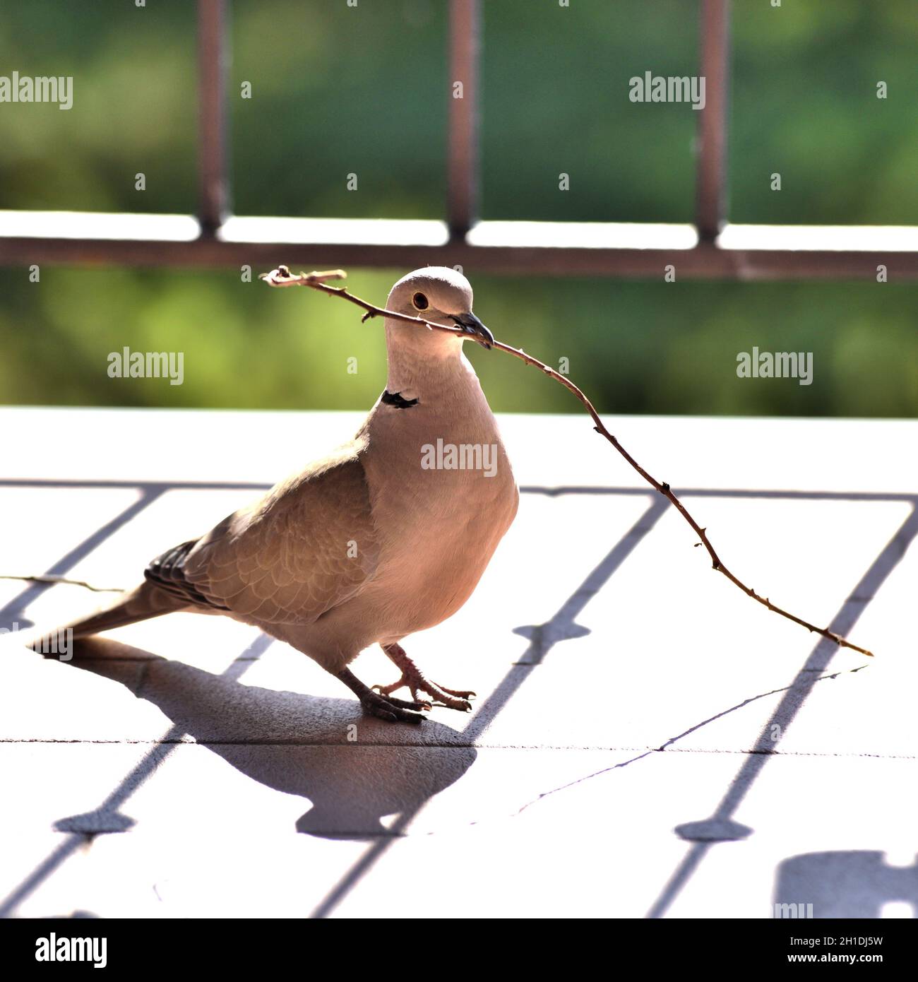 Dove with a branch in its beak Stock Photo - Alamy