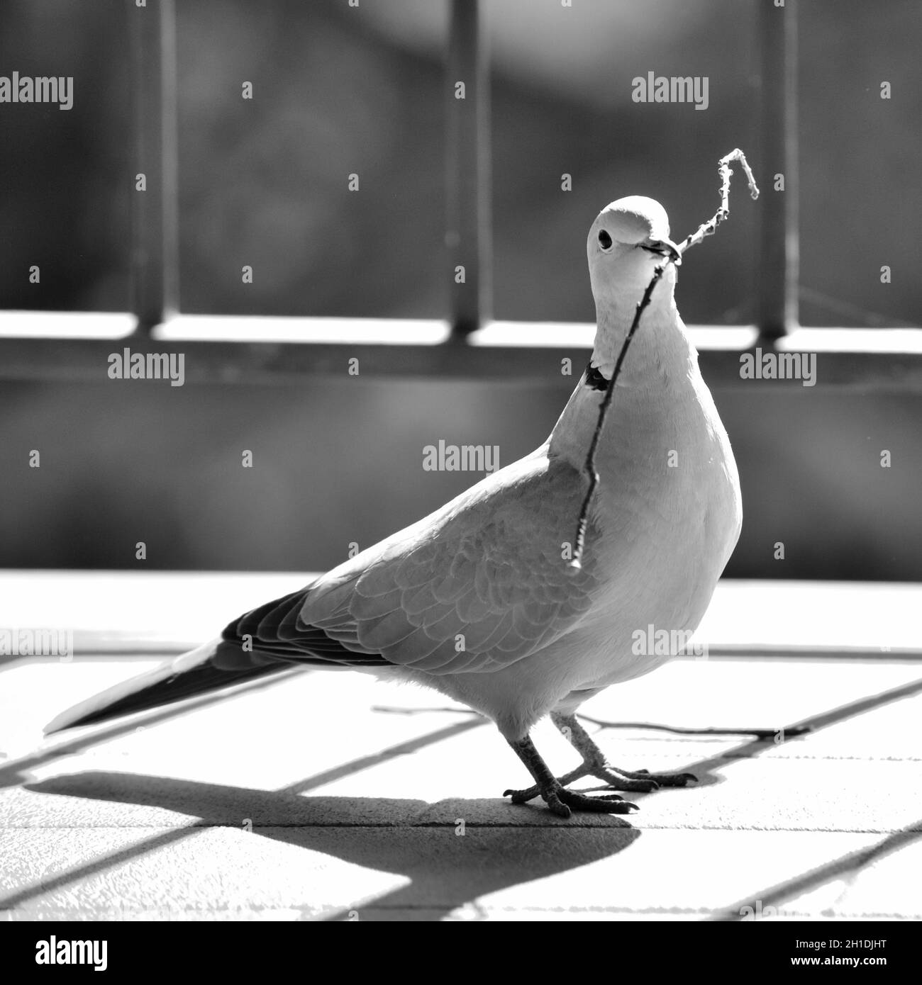 Dove with a branch in its beak Stock Photo - Alamy