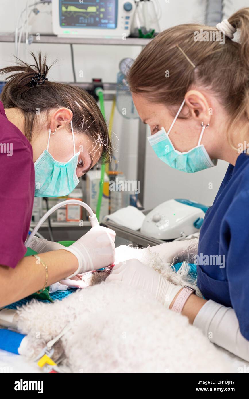 Procedure to a dog hi-res stock photography and images - Alamy
