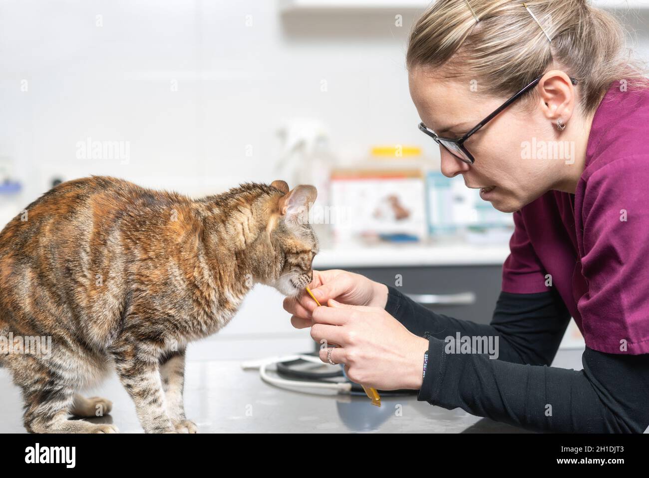 Female Vet Giving a treat To a cat, at animals hospital Stock Photo - Alamy