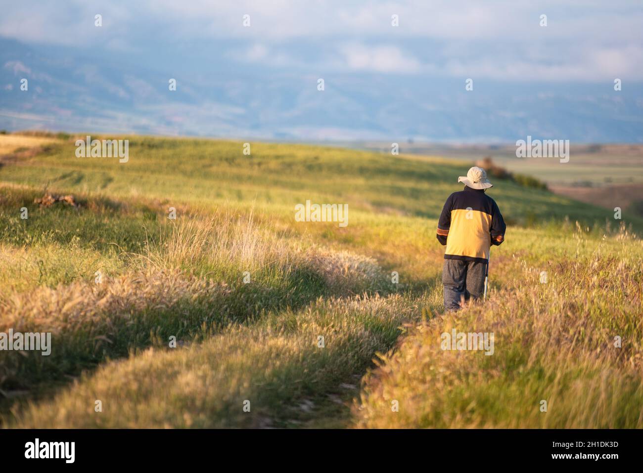 Back view of senior man walking through a golden wheat field Stock ...
