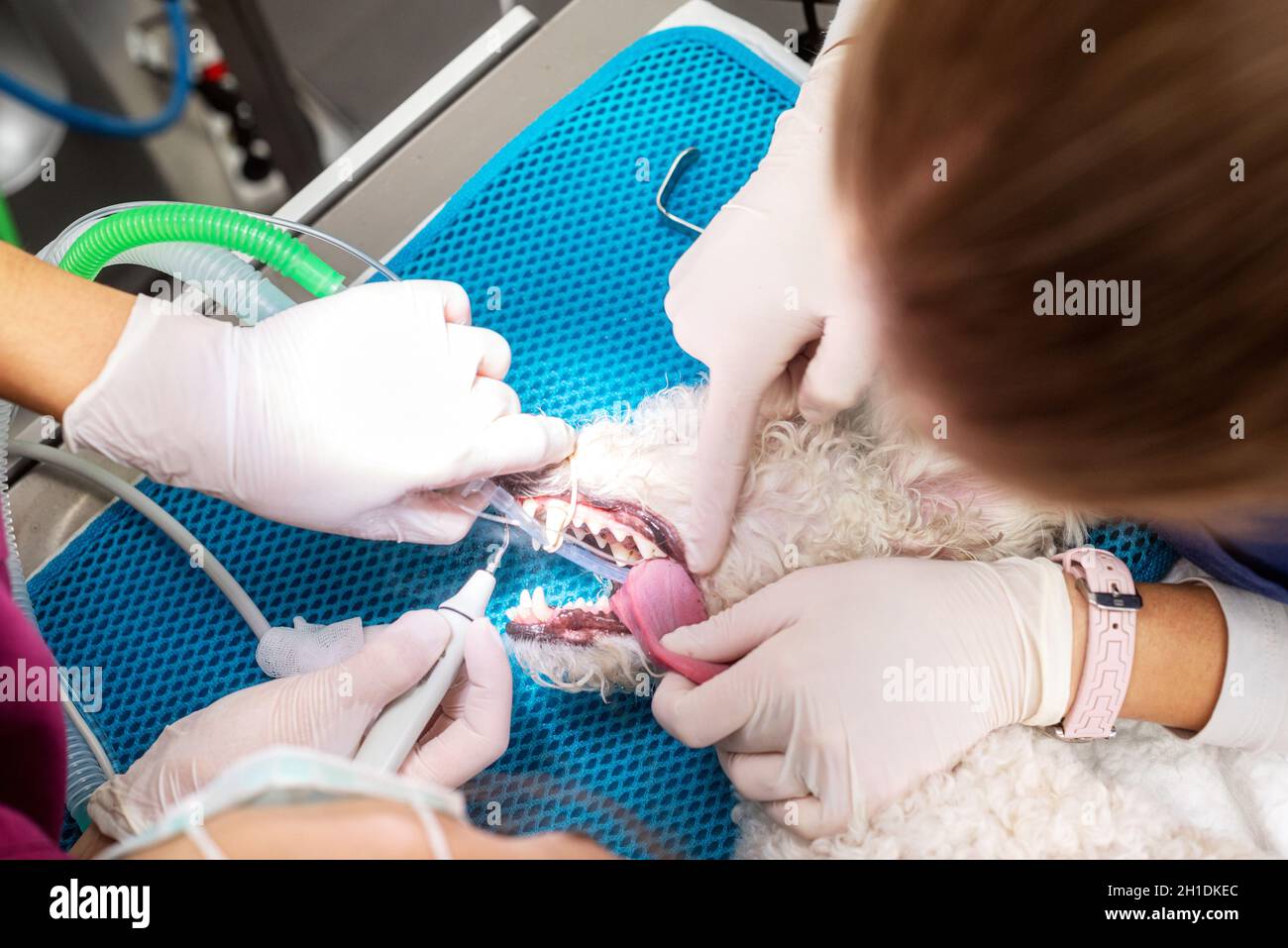 Anesthetized hi-res stock photography and images - Alamy