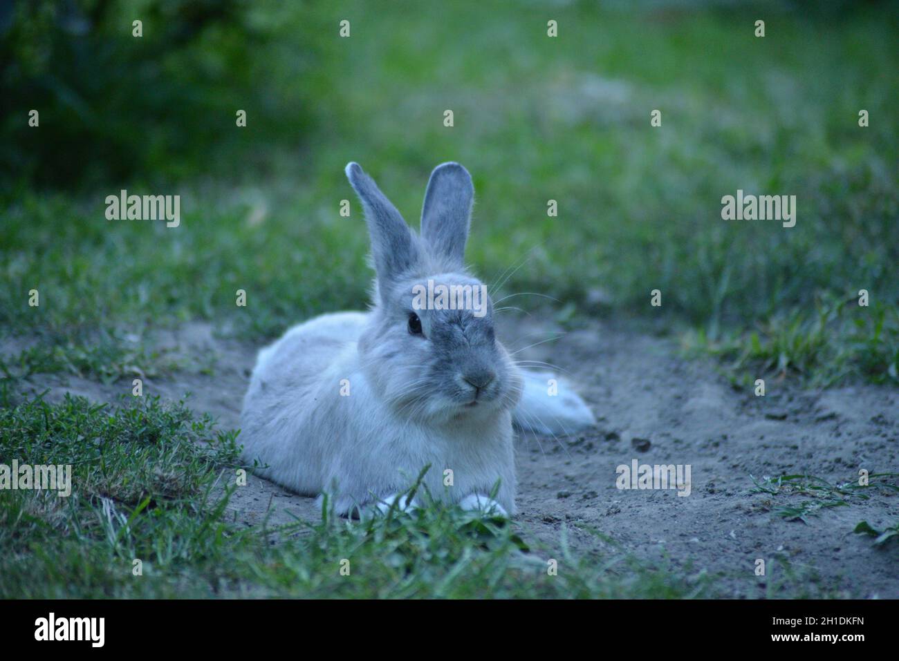 Grey lion head rabbit lying on grass Stock Photo - Alamy