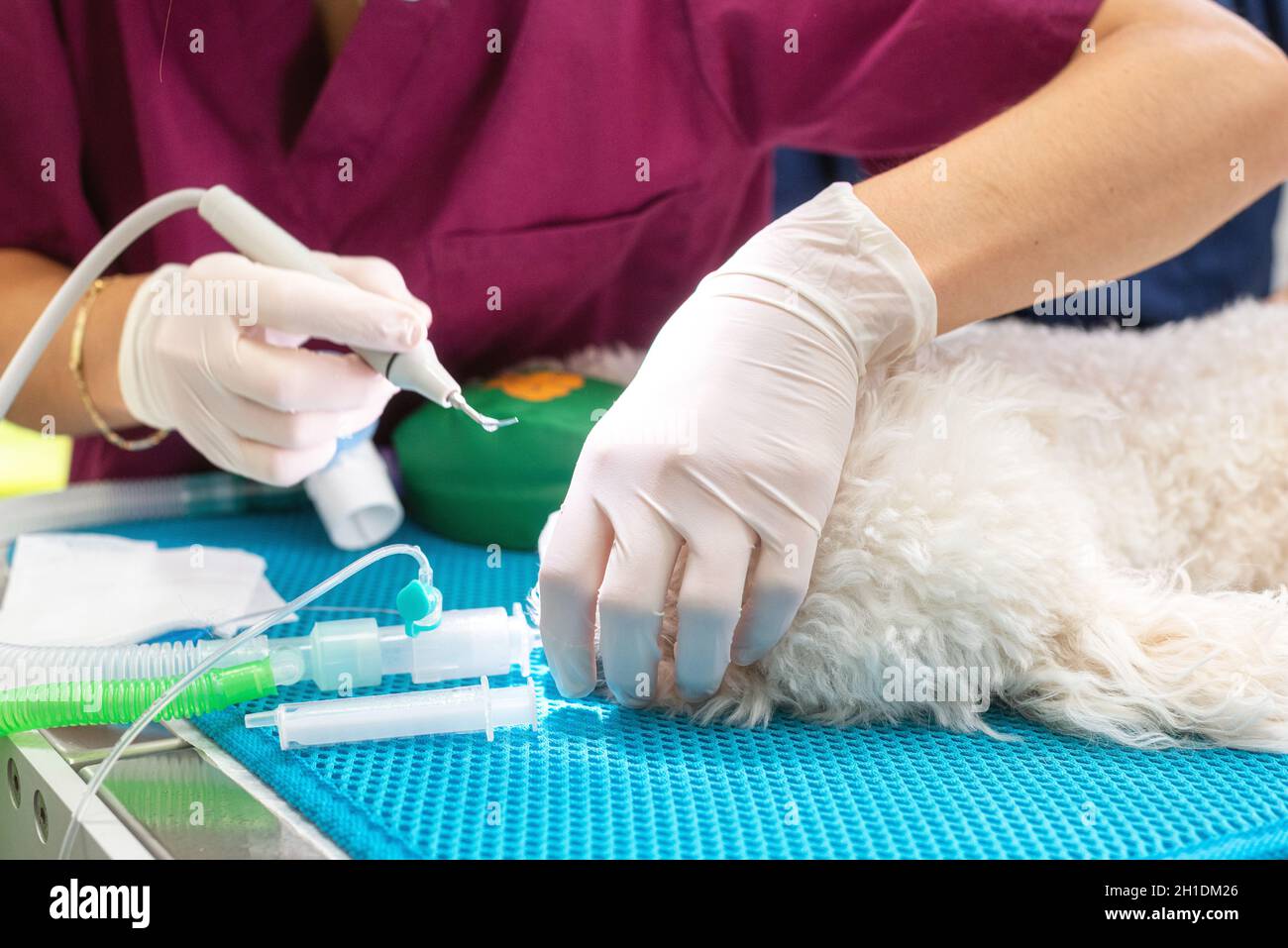 Anesthetized Dog High Resolution Stock Photography and Images - Alamy