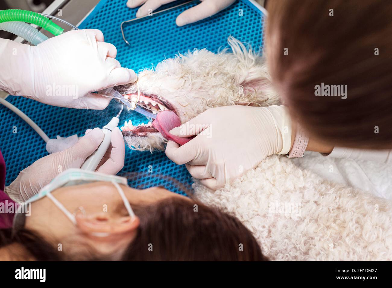 Anesthetized hi-res stock photography and images - Alamy