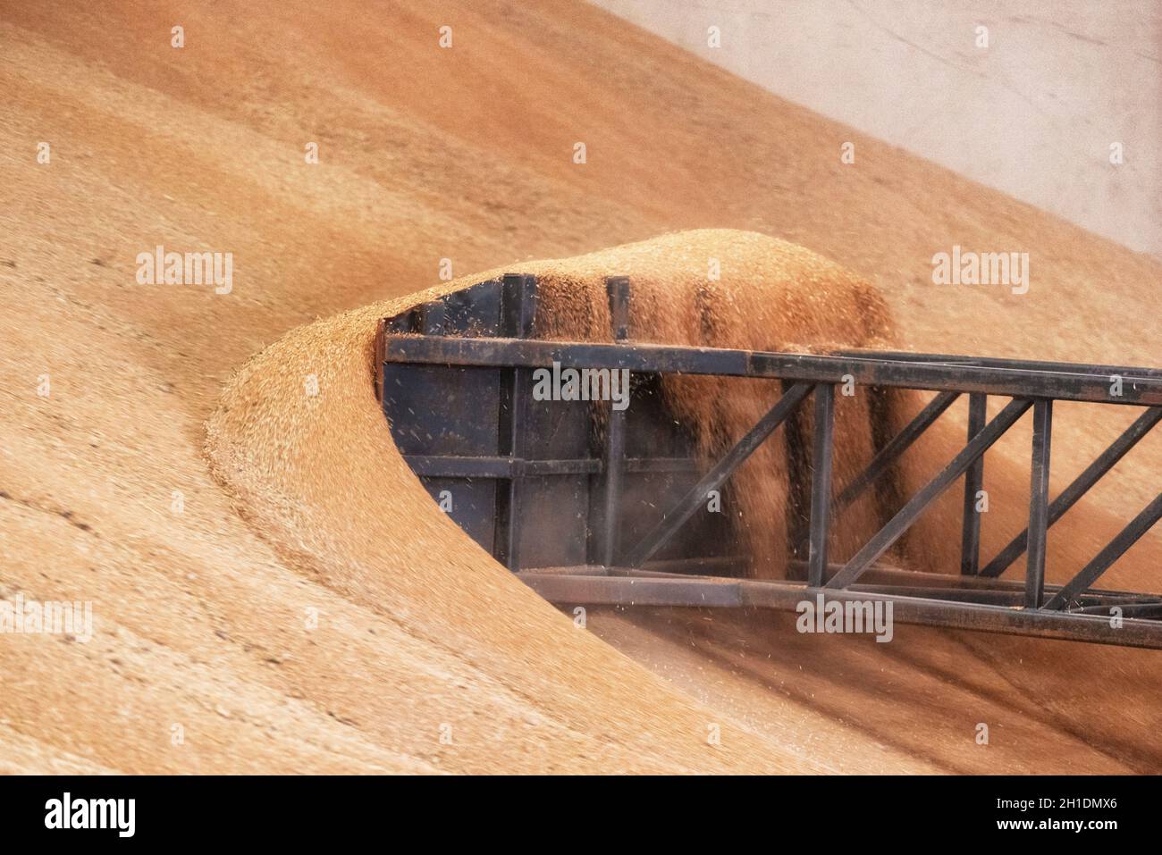 Wheel loader working at grain wheat warehouse. Agriculture industry ...