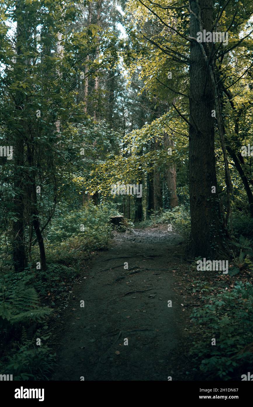 Narrow footpath in the green forest in Ireland Stock Photo - Alamy