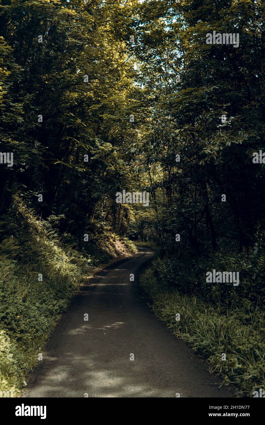 Narrow footpath in the green forest in Ireland Stock Photo - Alamy