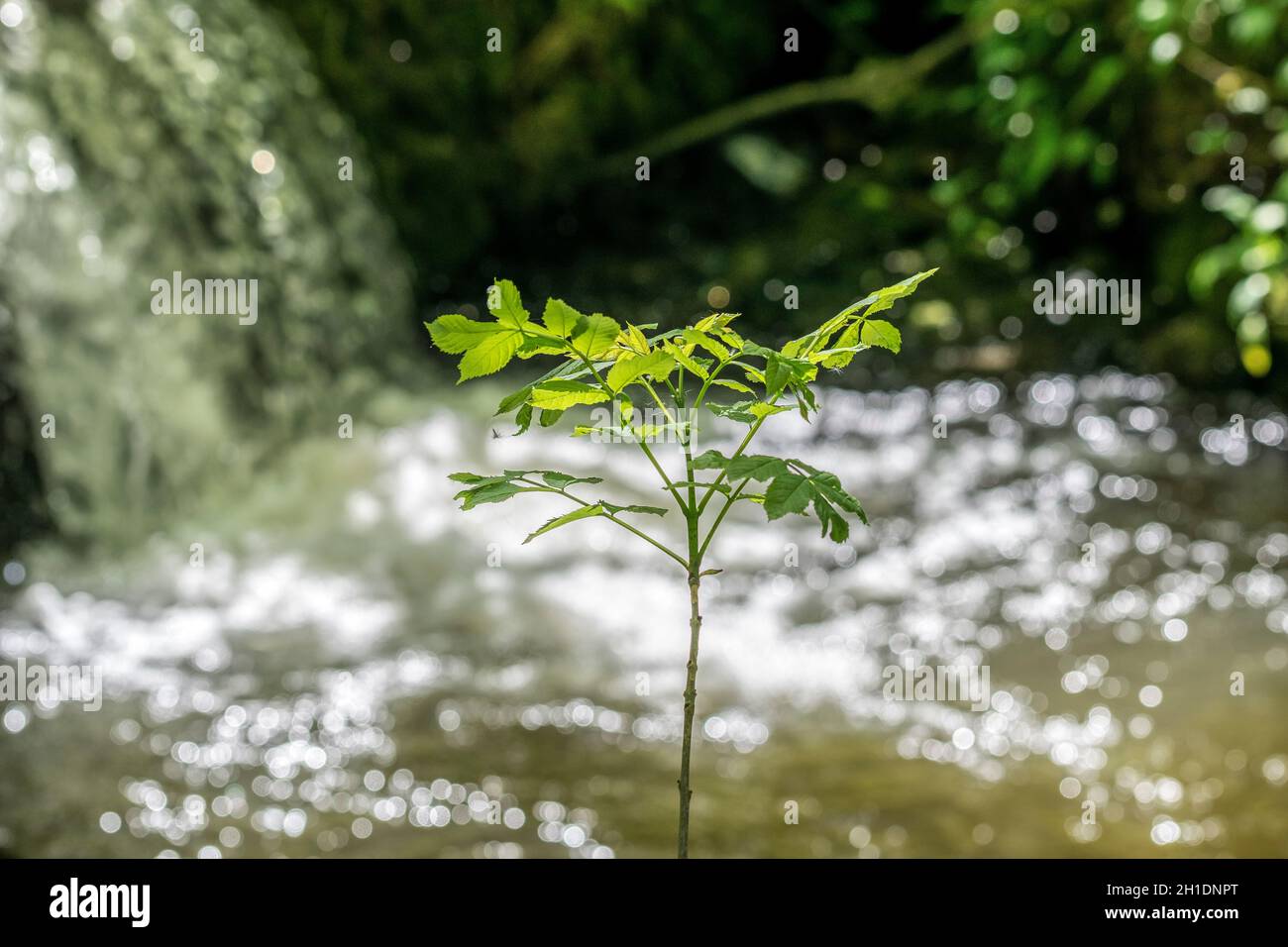 Leaves common ash fraxinus hi-res stock photography and images - Alamy