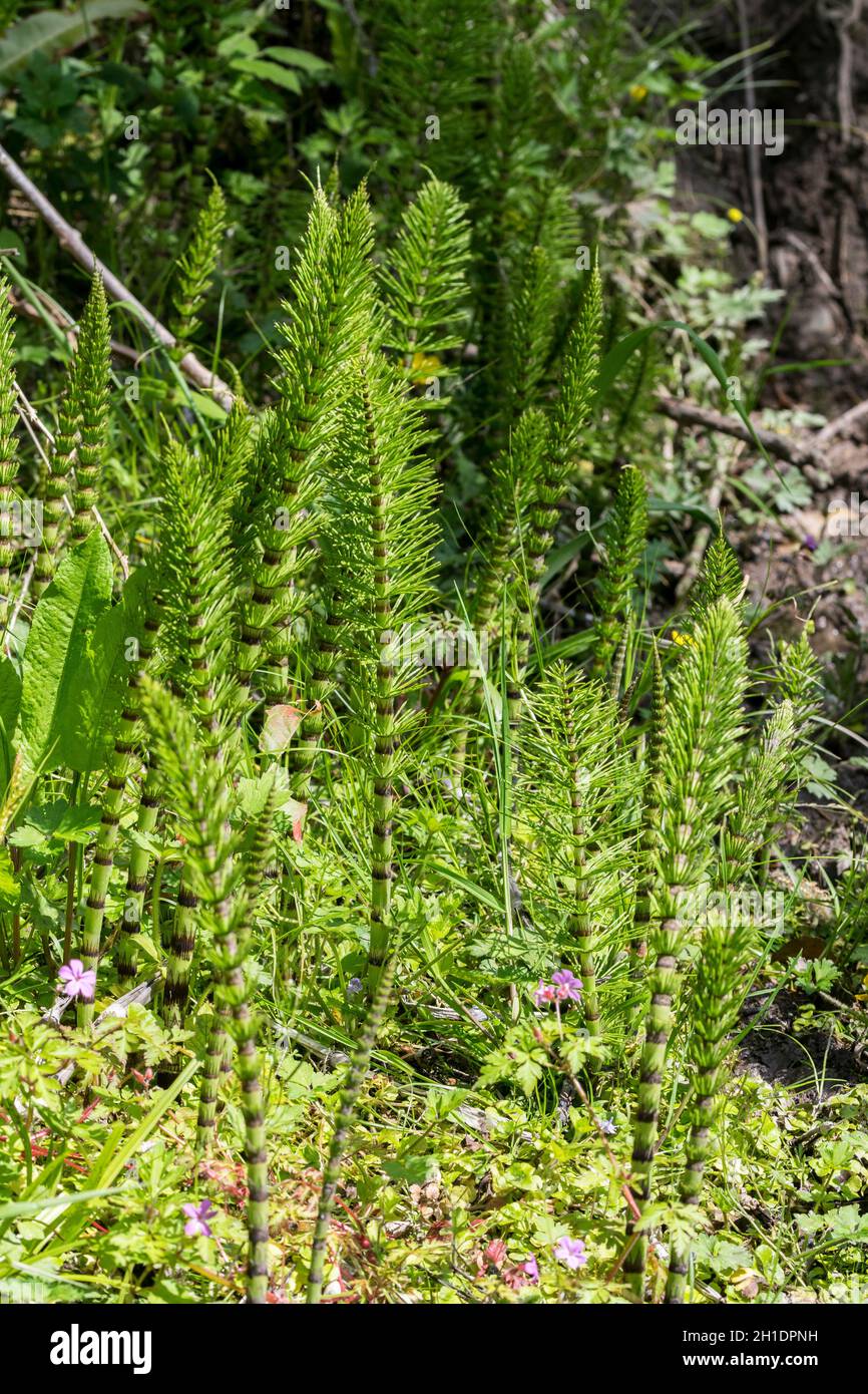 Great Horsetail plant Equisetum telmateia Stock Photo - Alamy