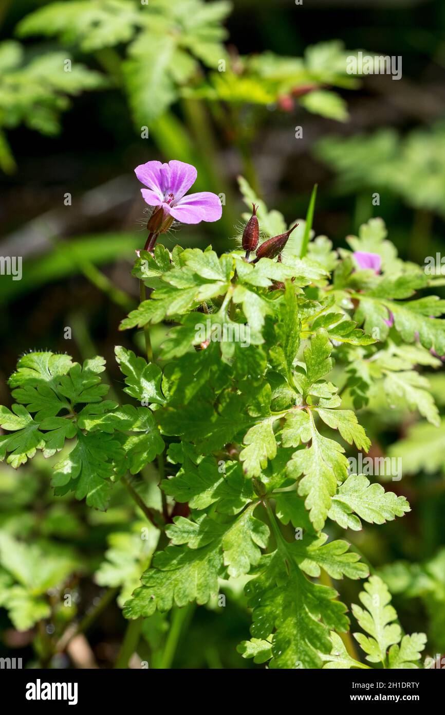 Herb robert geranium robertianum hi-res stock photography and images ...