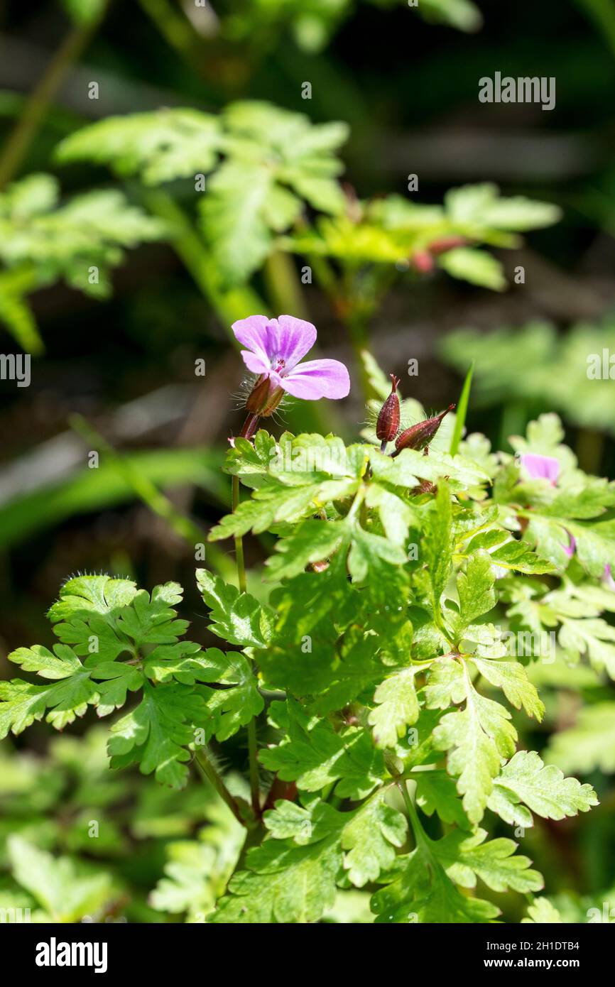 Herb robert Geranium robertianum Stock Photo - Alamy