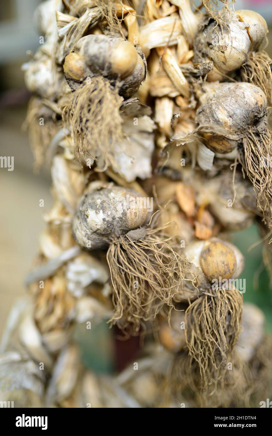 String of garlic Stock Photo - Alamy