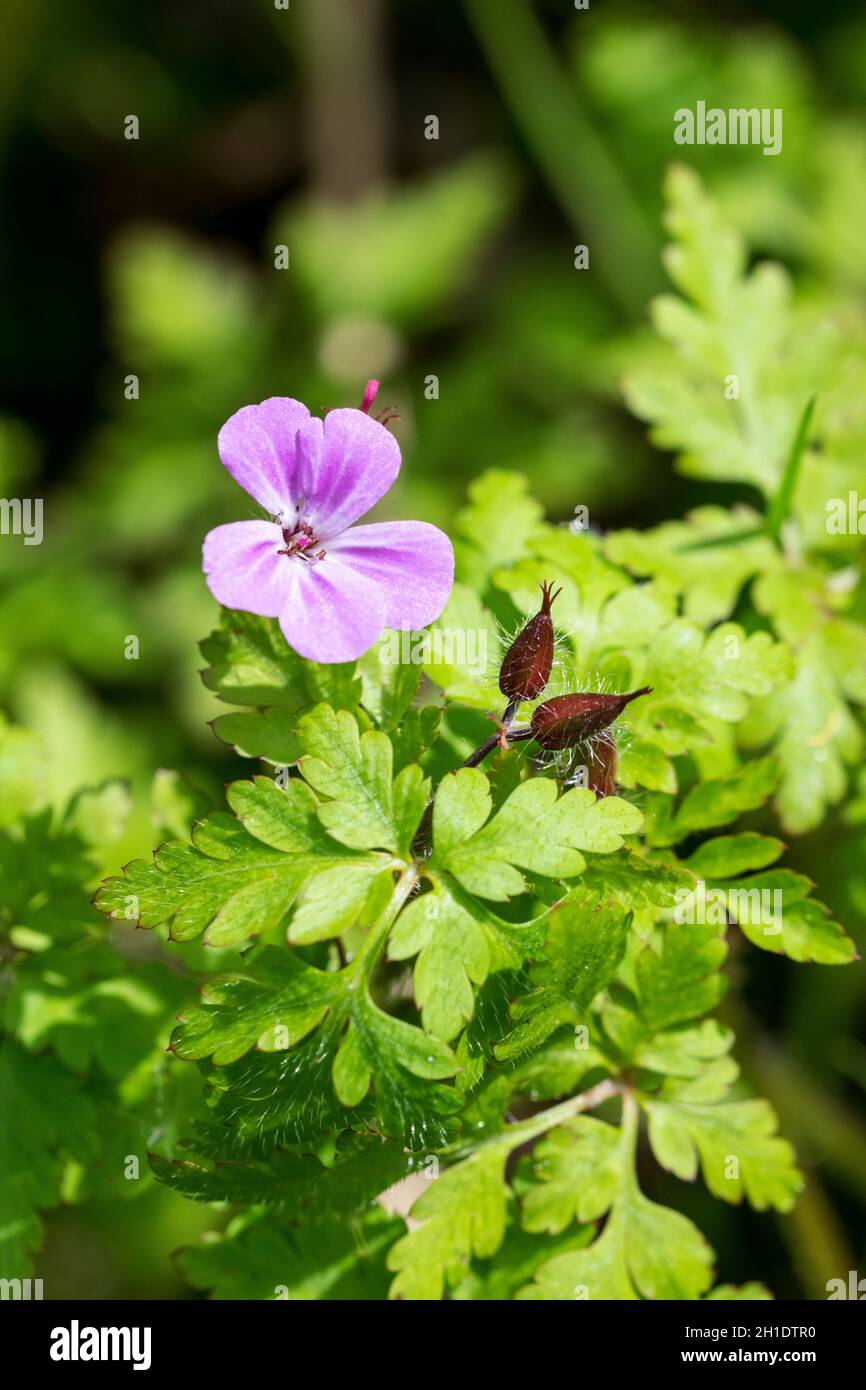 Geranium robertianum plant hi-res stock photography and images - Alamy