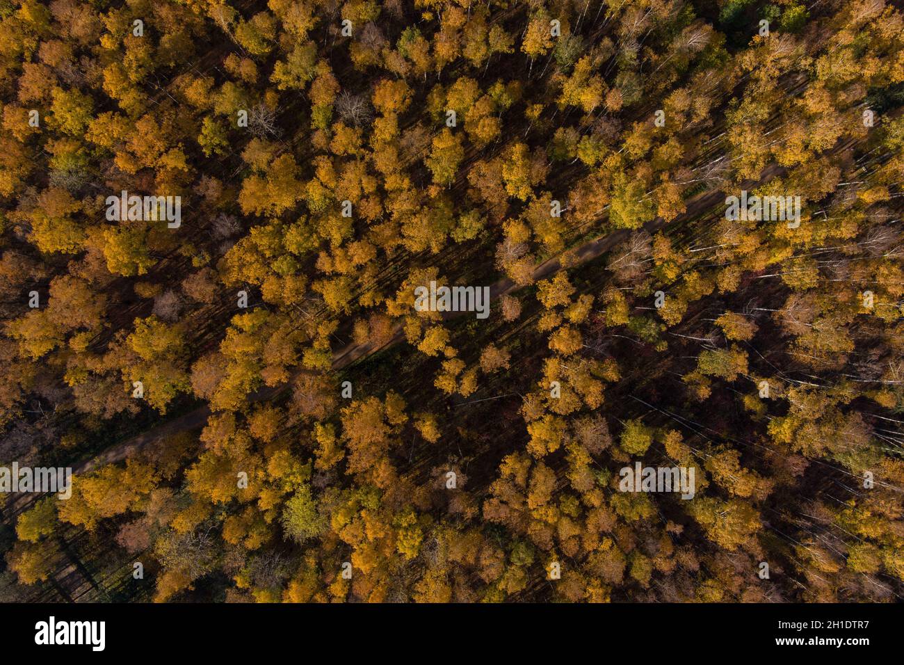Golden autumn, Treetops from a bird's eye view at sunset, the drone ...