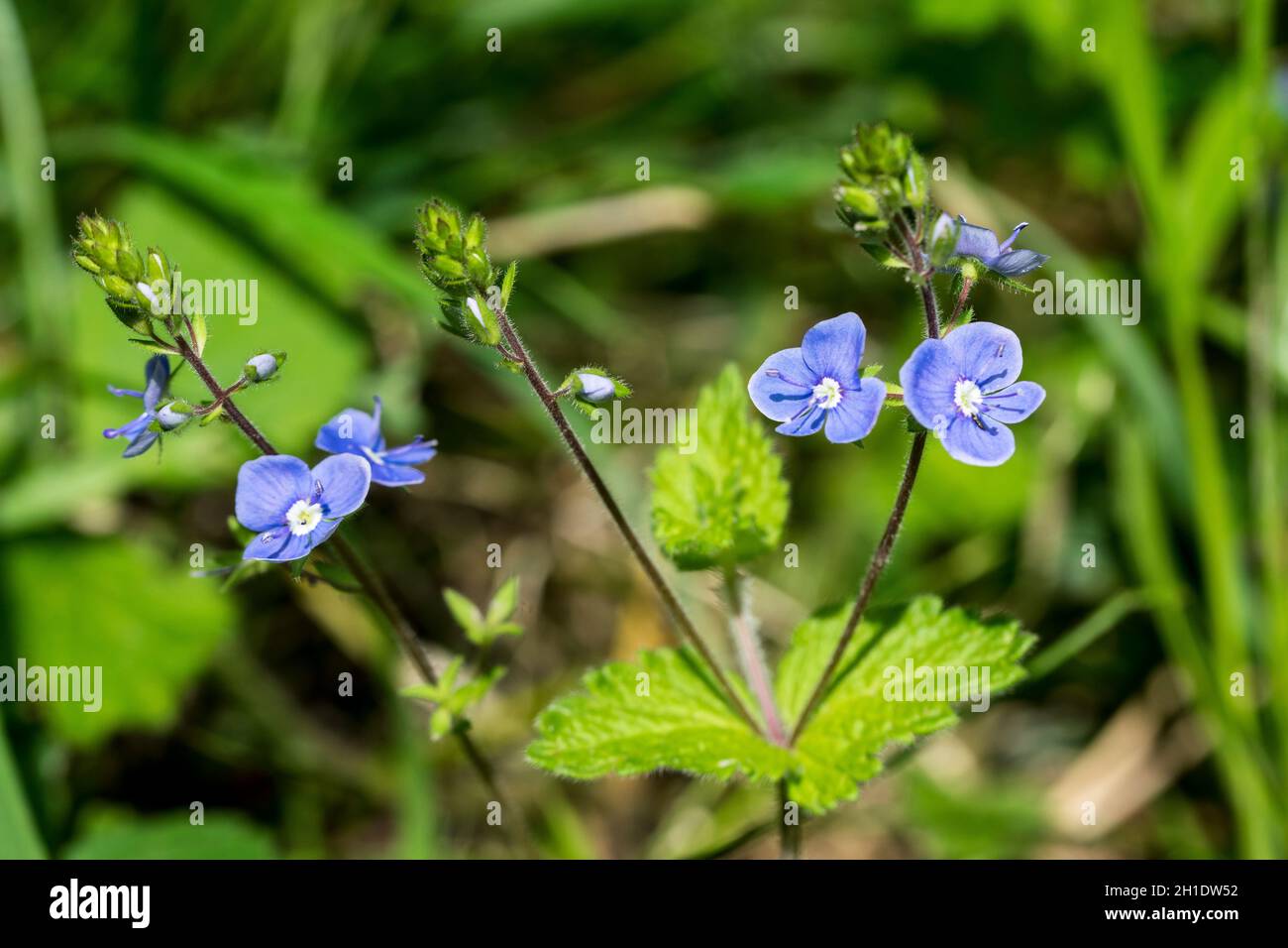 Germander speedwell Veronica chamaedrys flowering in spring Stock Photo ...