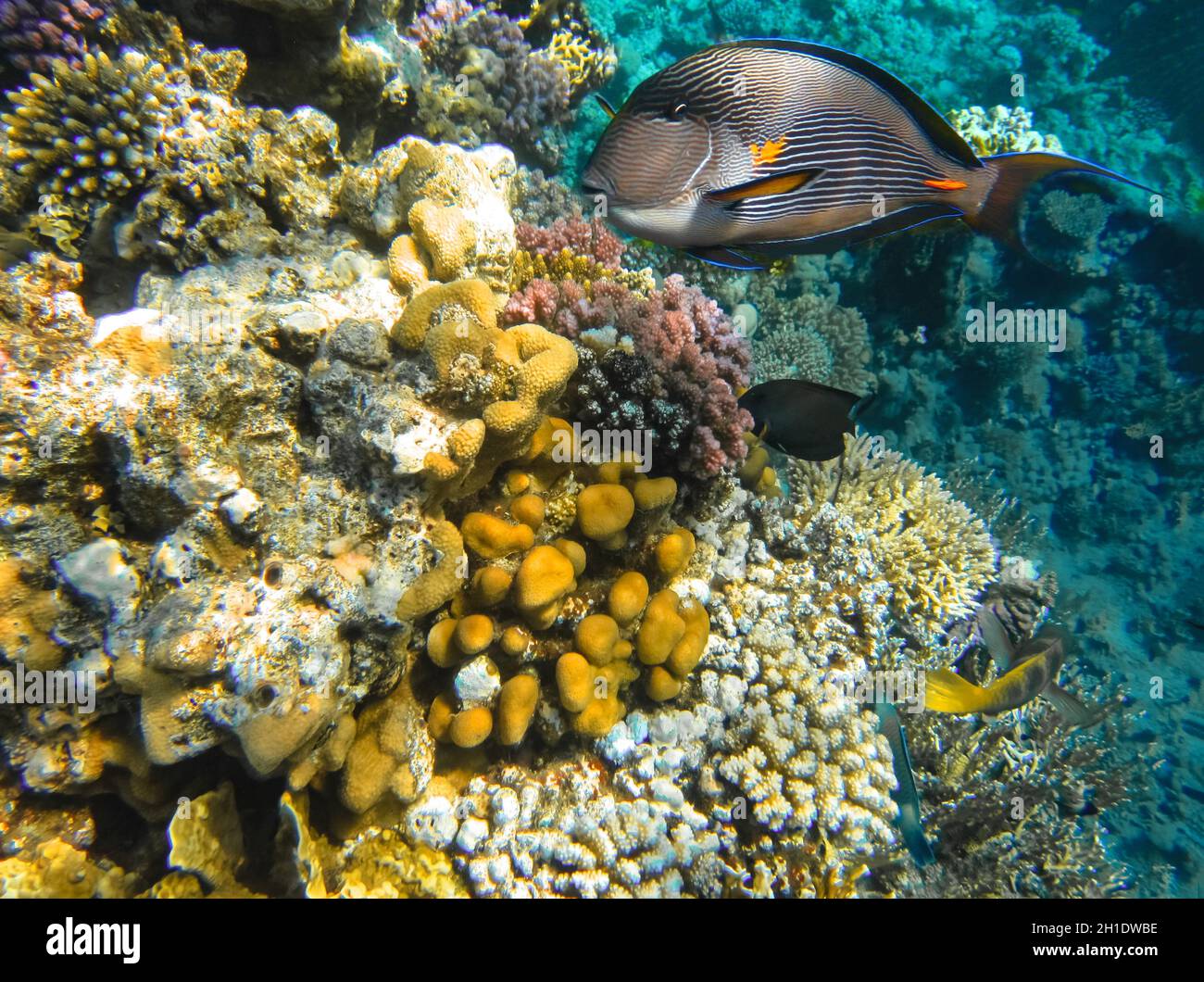 Underwater world. Coral fishes of Red sea. Egypt Stock Photo - Alamy