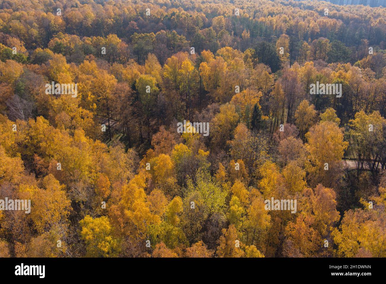 Golden autumn, Treetops from a bird's eye view at sunset, the drone ...