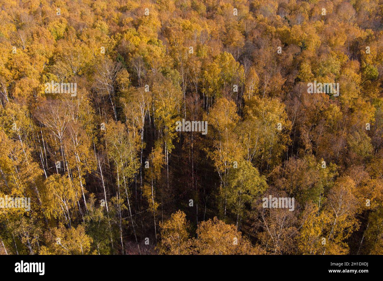 Golden autumn, Treetops from a bird's eye view at sunset, the drone ...