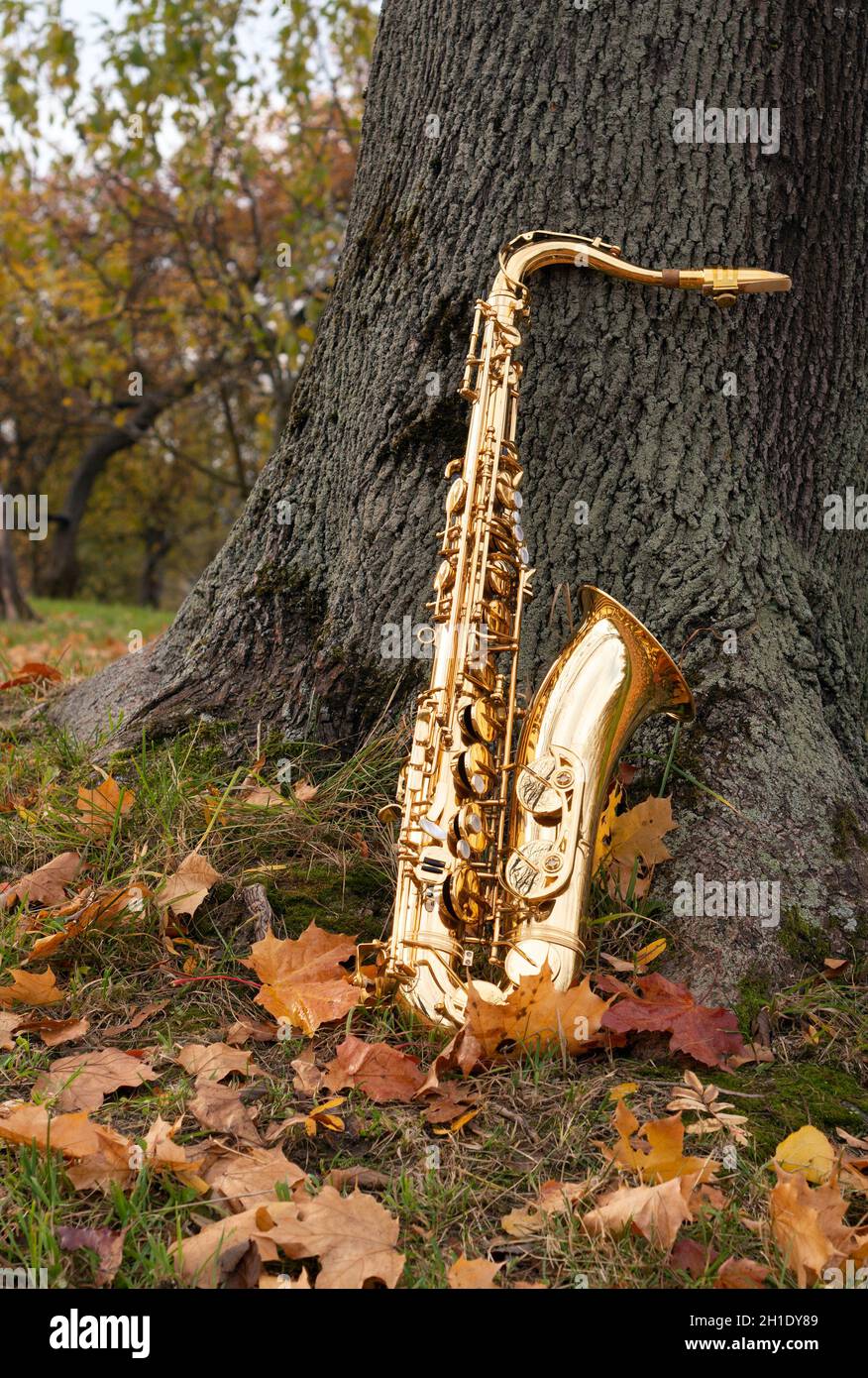 A saxophone by a tree in the park. Beautiful musical instrument on the ...