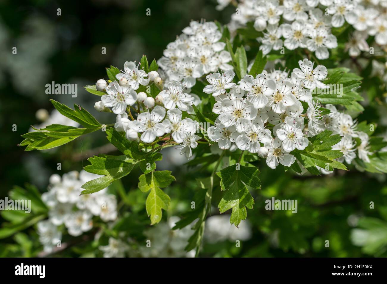 Hawthorn tree Crataegus monogyna Stock Photo - Alamy