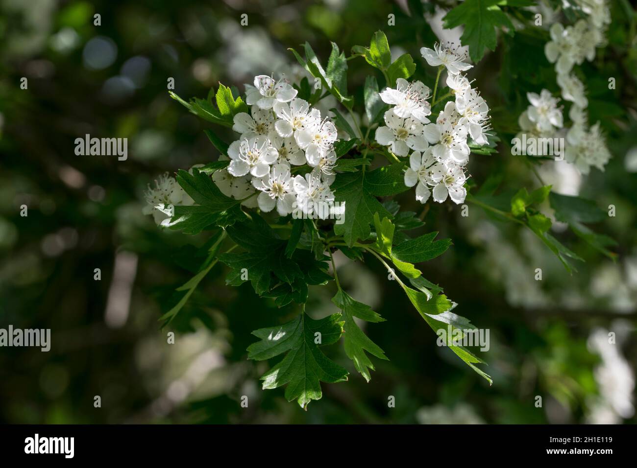 Hawthorn tree Crataegus monogyna Stock Photo - Alamy